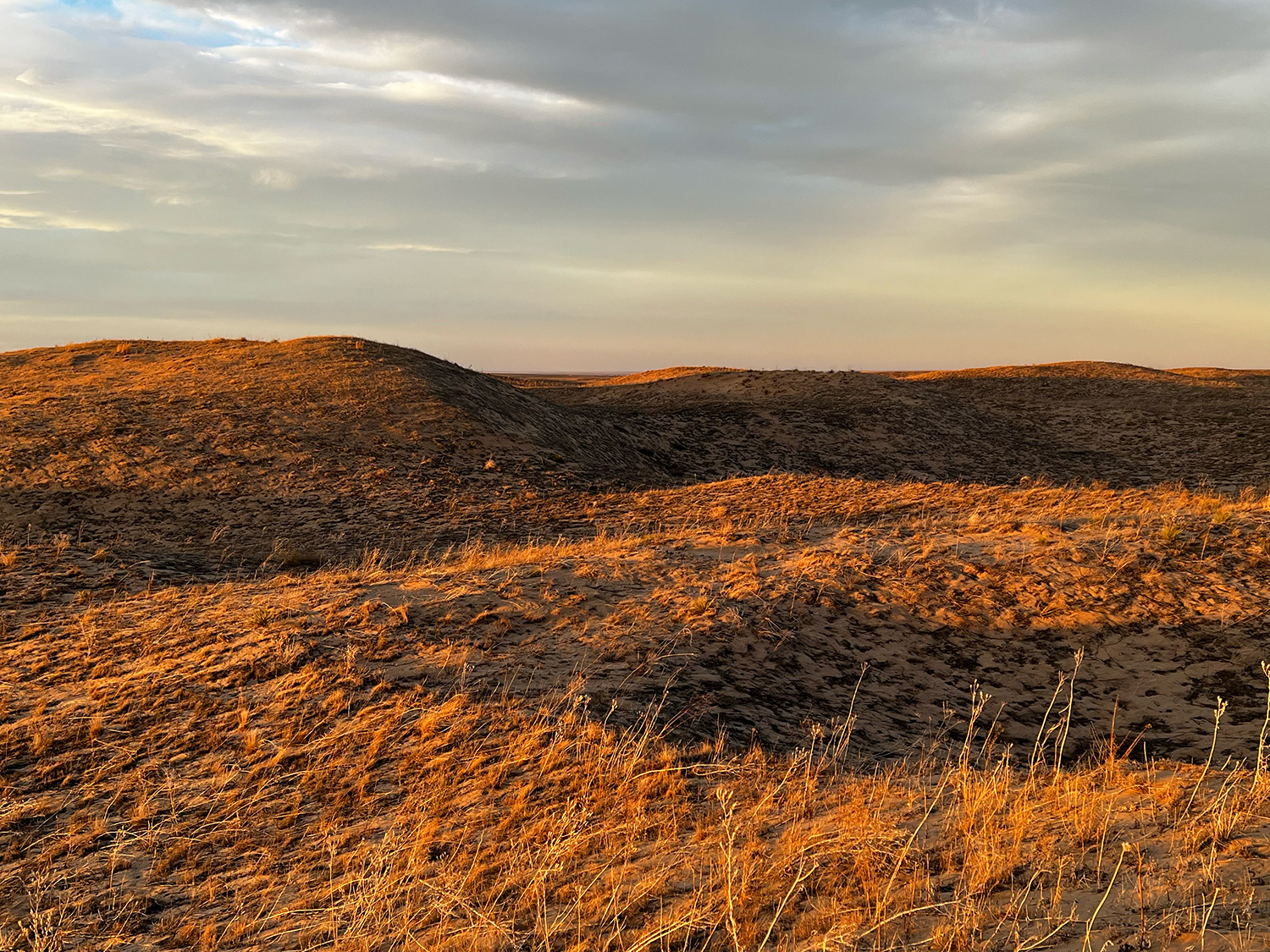 Seeds – Rodeo Dunes – Dream Golf